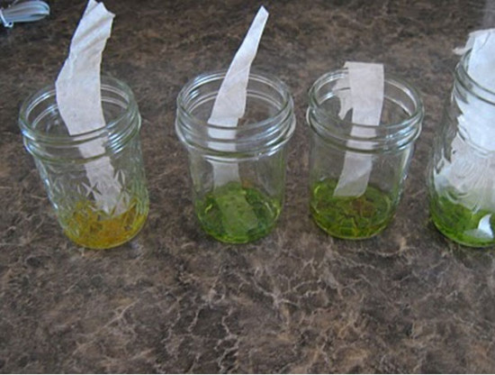 3 experimentos infantiles con plantas - Pequeocio