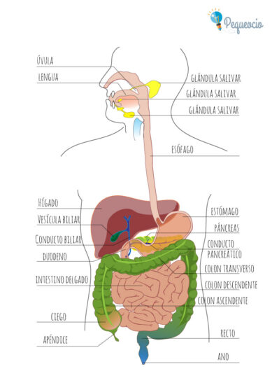 EL CUERPO HUMANO y sus partes (con imágenes para imprimir) - Pequeocio