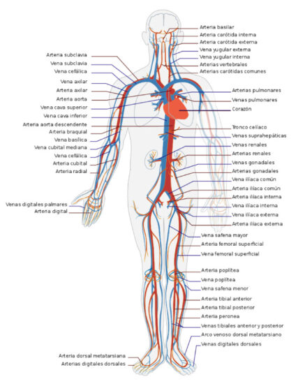 EL CUERPO HUMANO y sus partes (con imágenes para imprimir) - Pequeocio