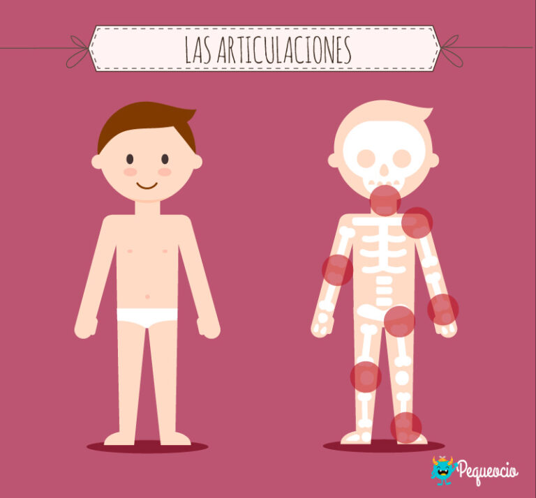 Las articulaciones del cuerpo humano - Pequeocio