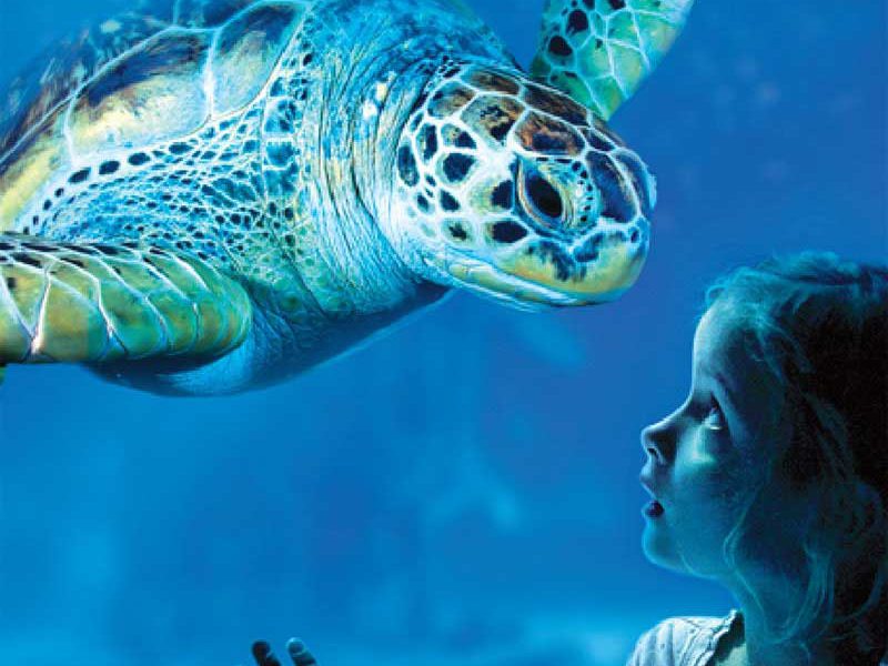 Sea Life Benalmádena en Málaga | Pequeocio